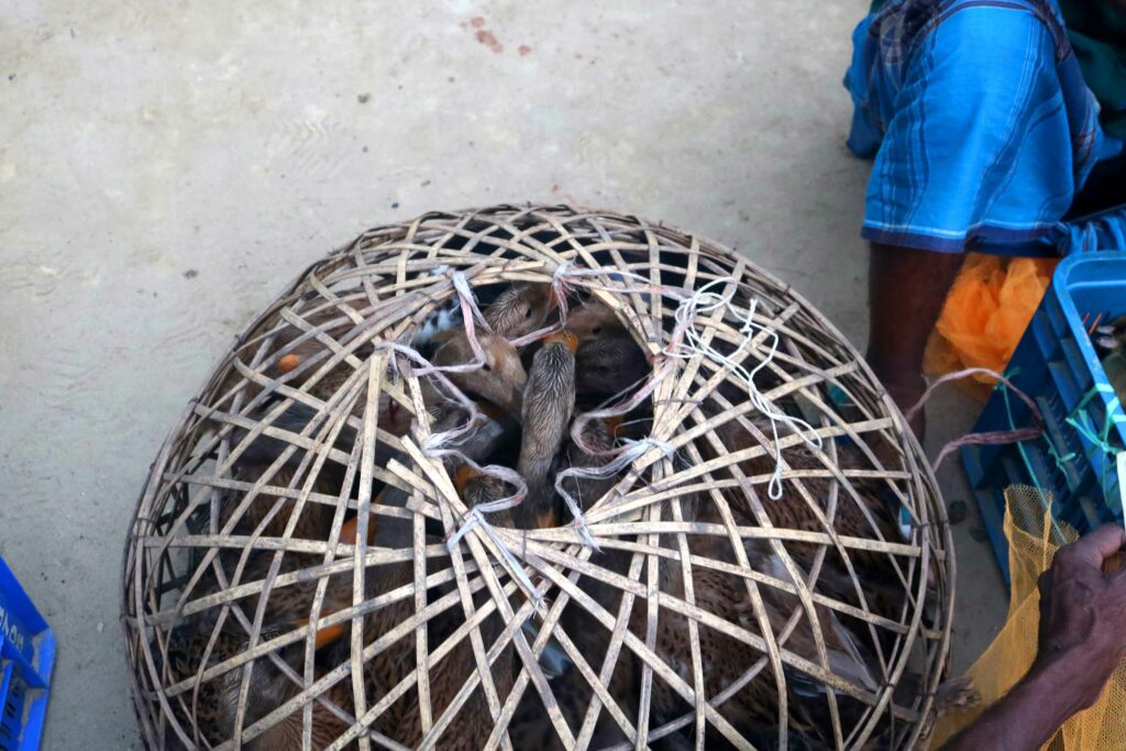 Hash Palon village Photography in Bangladesh - MasterBundles