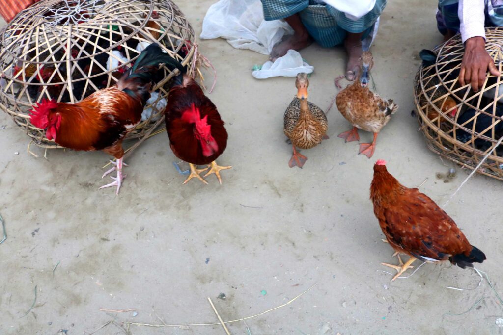 Hash Palon village Photography in Bangladesh - MasterBundles