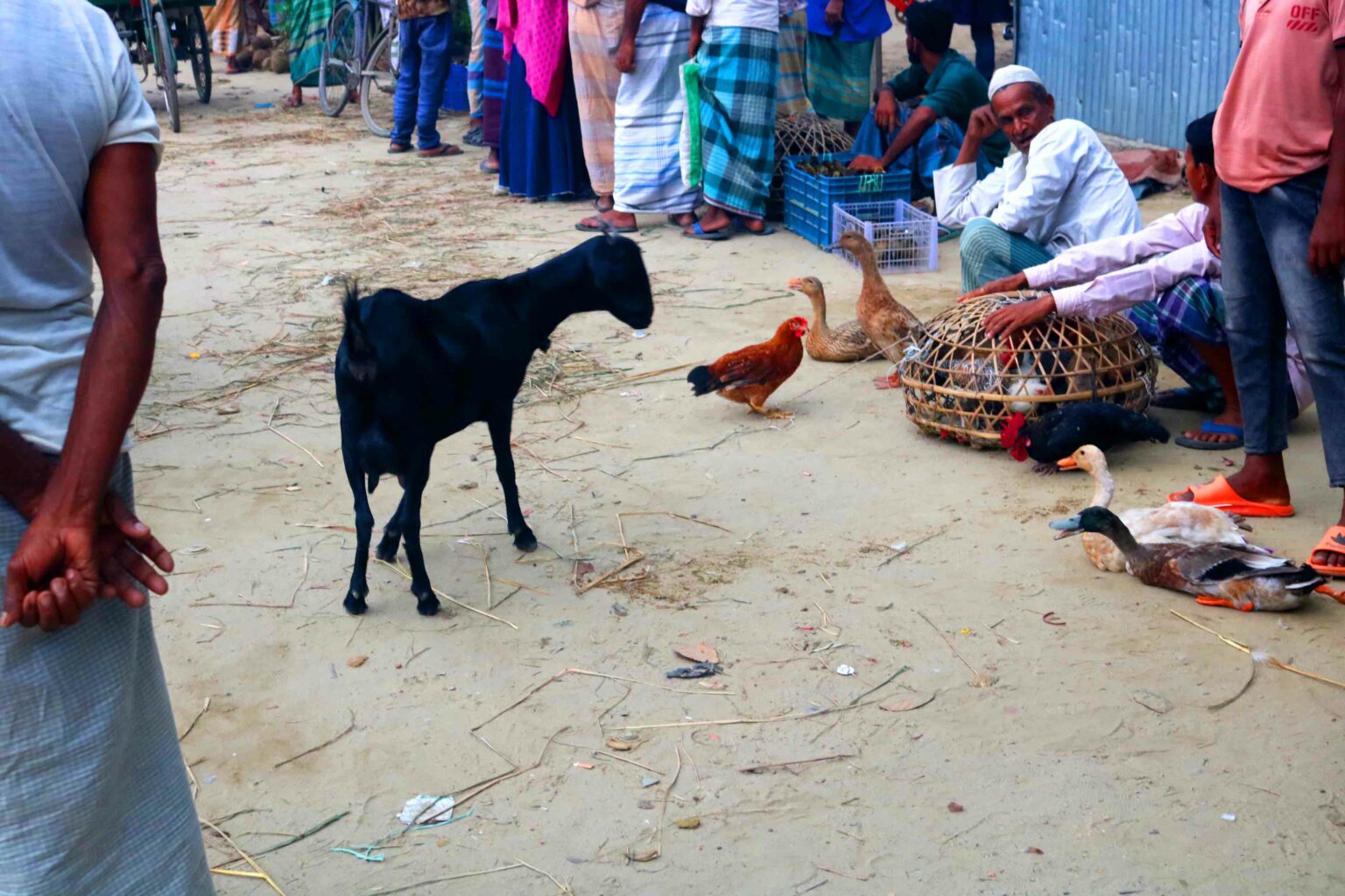 Murgi Hash Palon village photography in bangladesh - MasterBundles