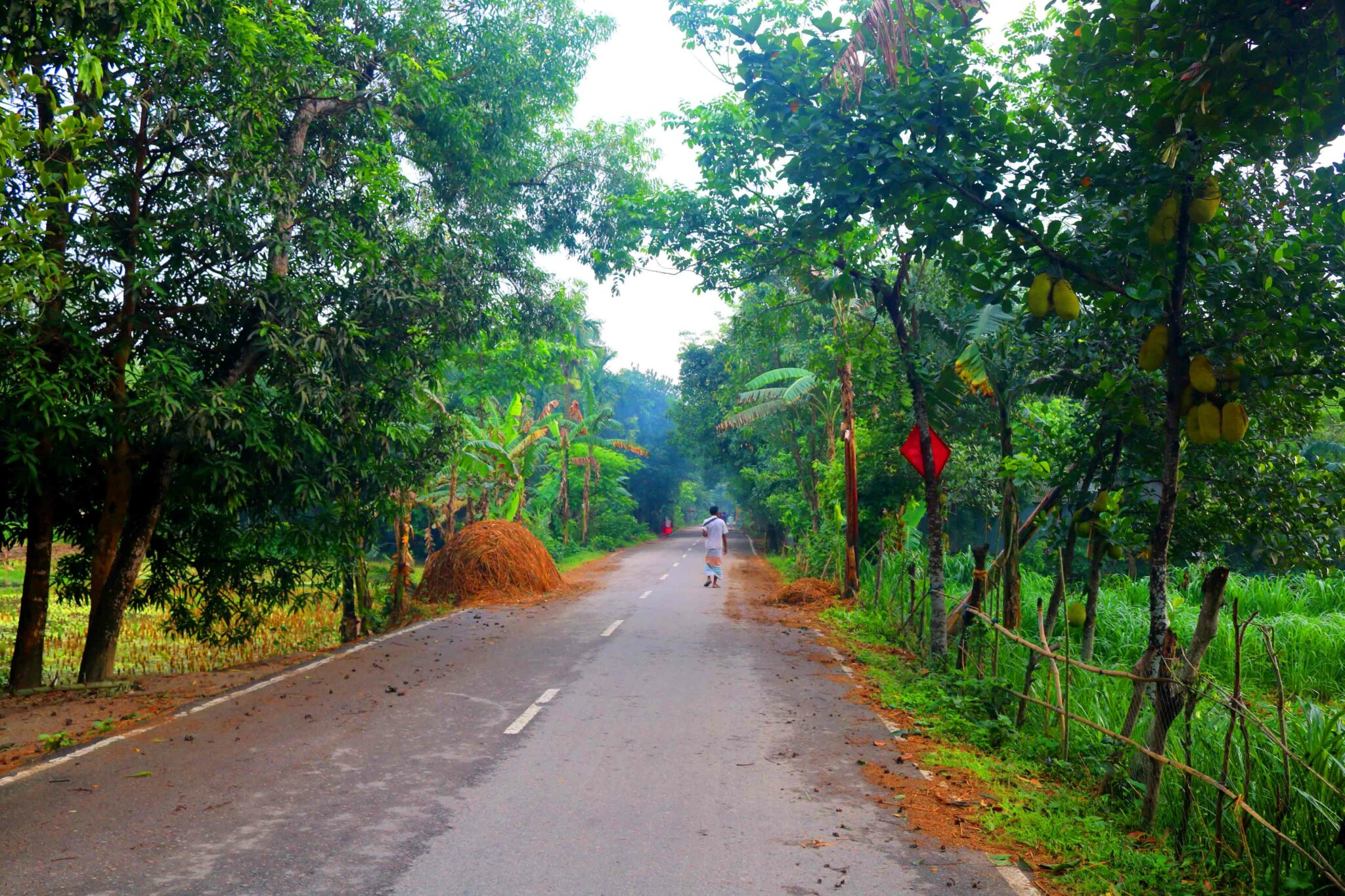Natural village Tree Background Photography in Bangladesh - MasterBundles