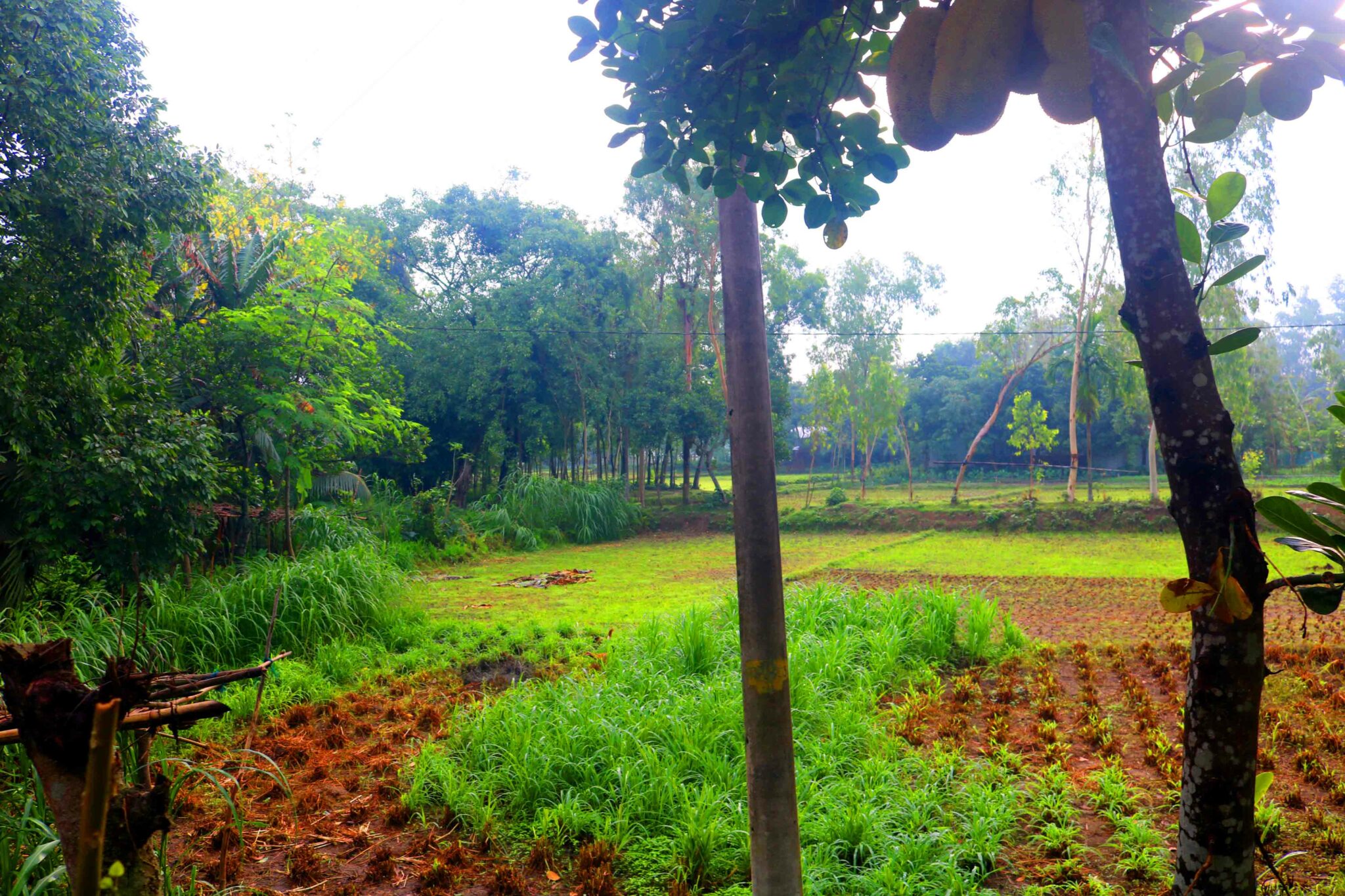 Natural village Tree Background Photography in Bangladesh - MasterBundles