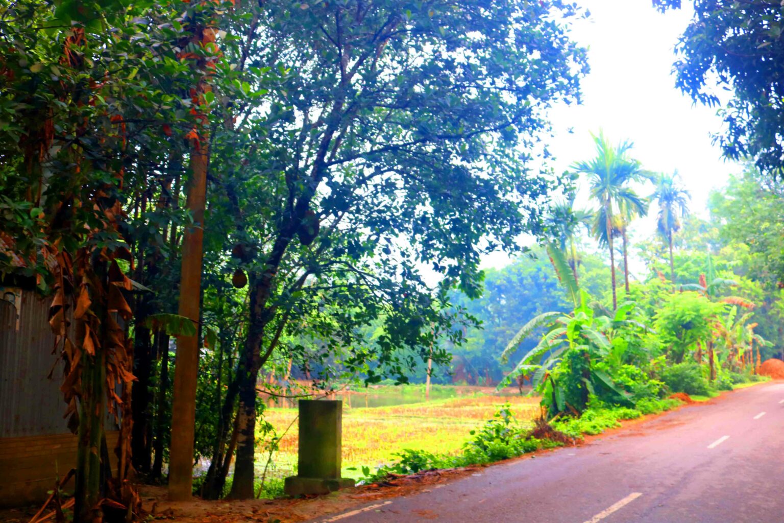 Natural village Tree Background Photography in Bangladesh - MasterBundles
