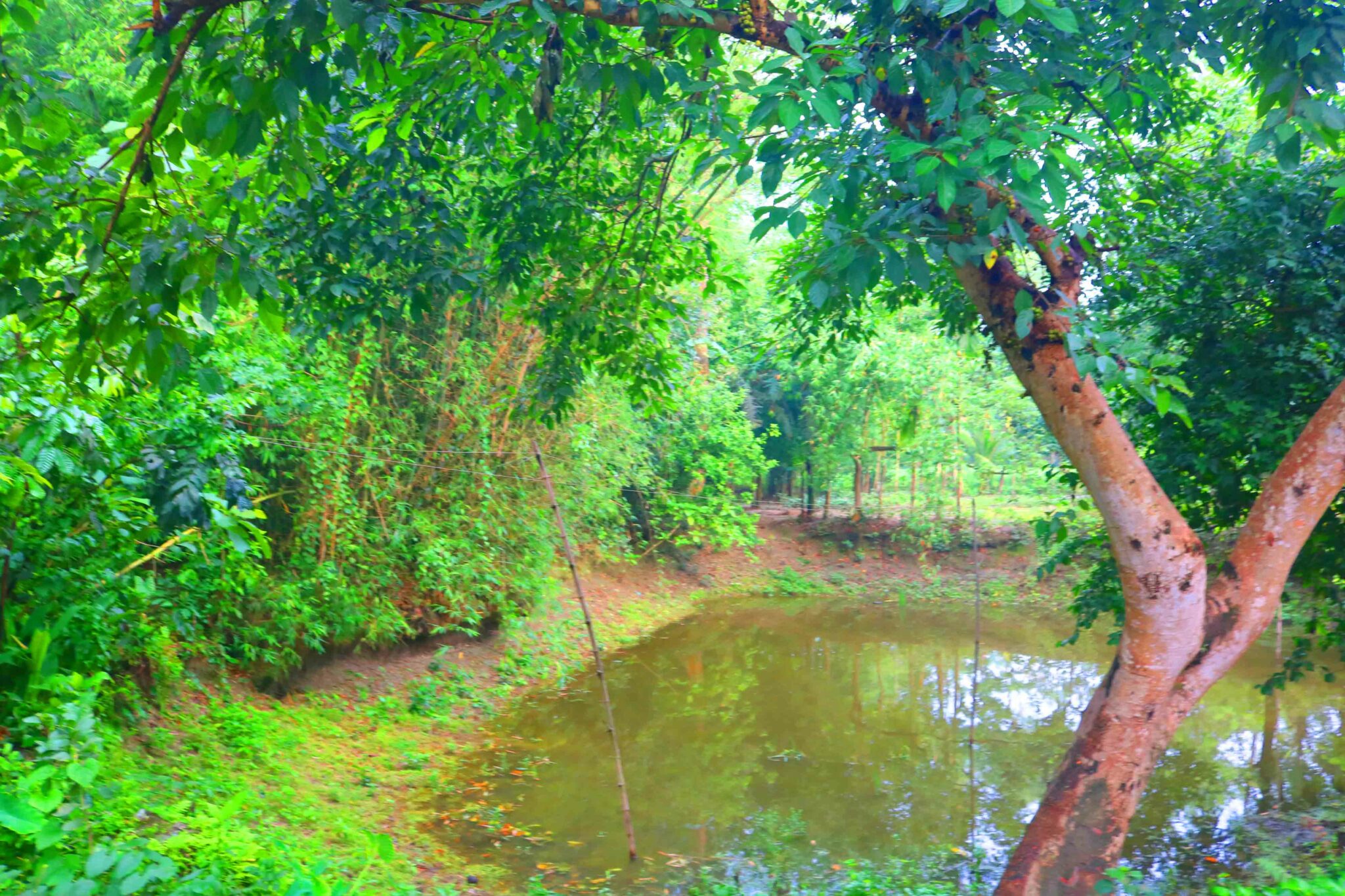Natural village Tree Background Photography in Bangladesh - MasterBundles