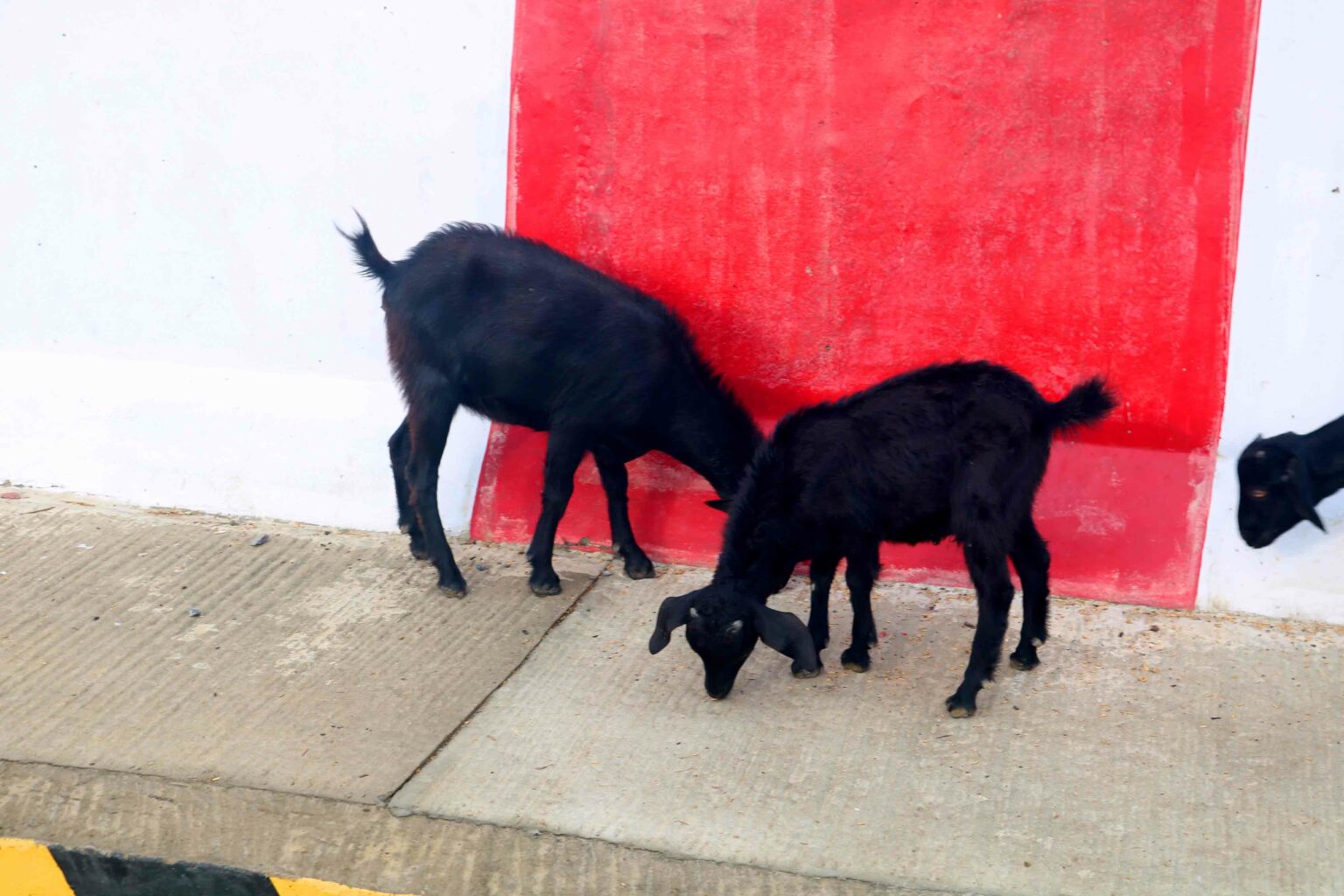 Goat Khasi photography in bangladesh Nimbu Tree - MasterBundles