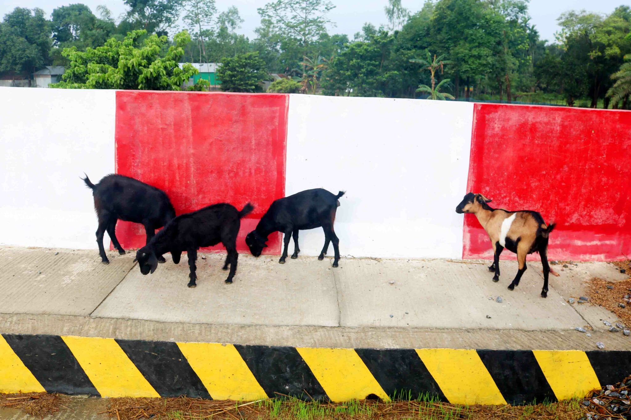 Goat Khasi photography in bangladesh - MasterBundles