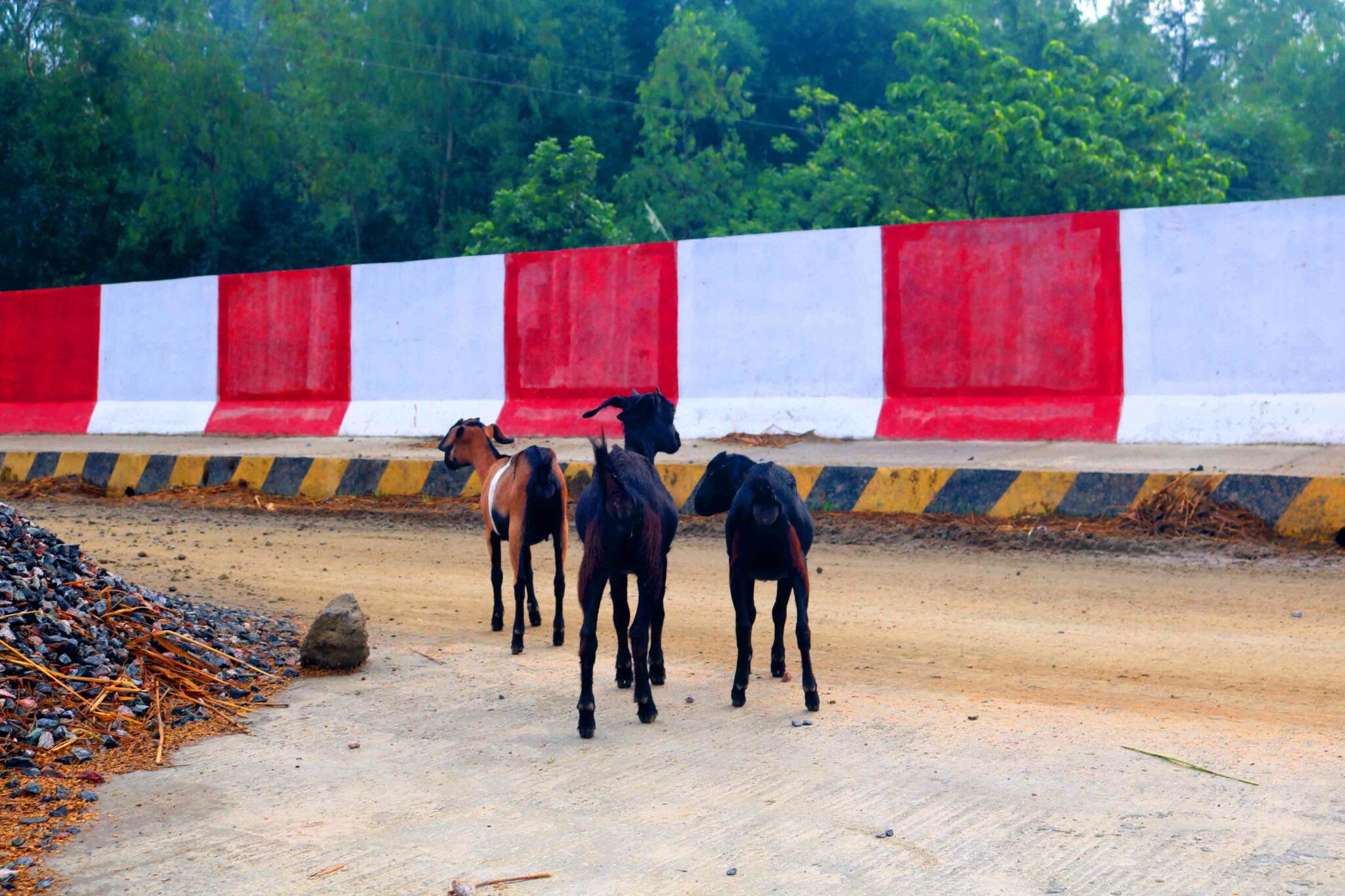 Goat Khasi photography in bangladesh Nimbu Tree - MasterBundles