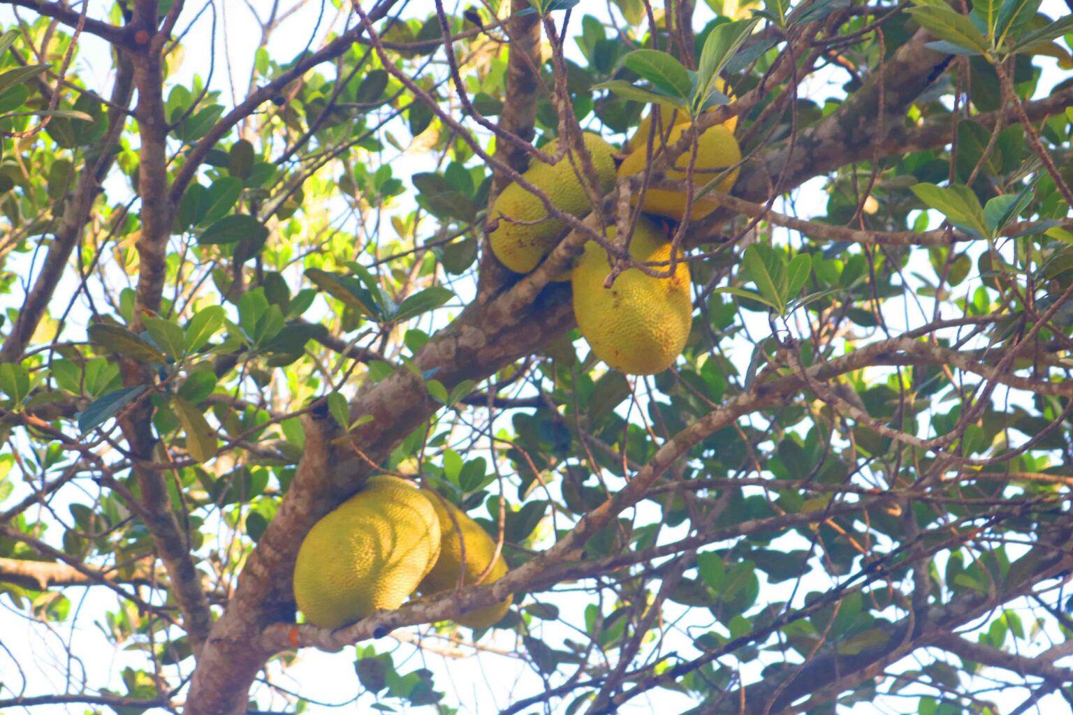 Kathal Tree Photography in Bangladesh - MasterBundles