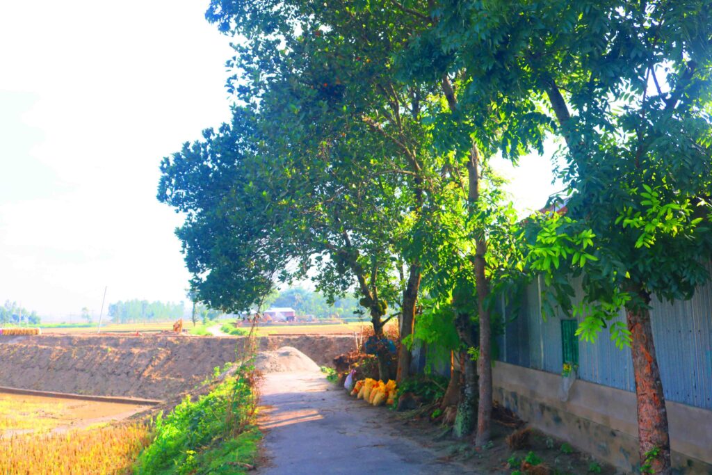 Ghar Tree village people & roads stock photos in Bangladesh - MasterBundles