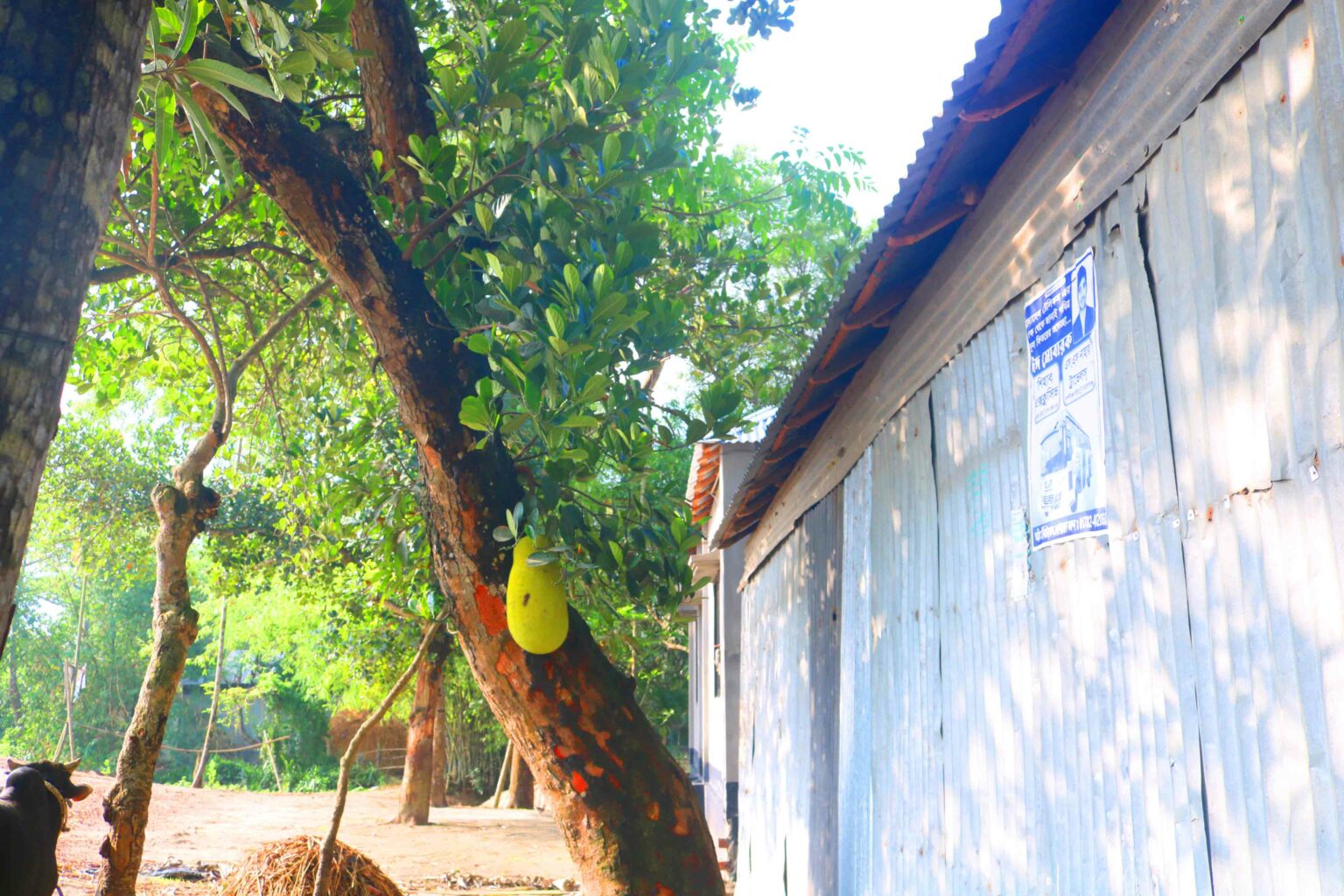 Kathal Tree Photography in Bangladesh - MasterBundles