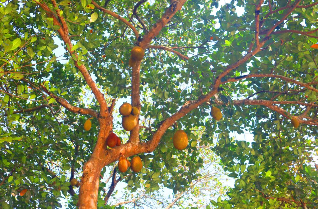 Kathal Tree Photography in Bangladesh - MasterBundles