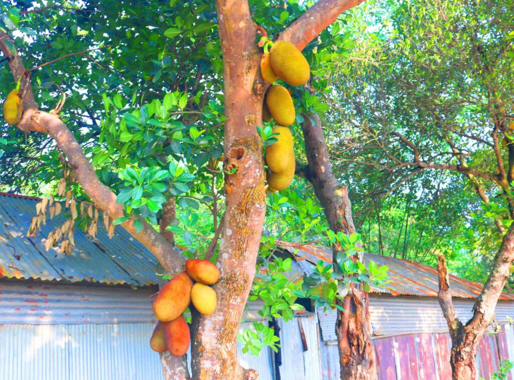 Kathal Tree Photography in Bangladesh - MasterBundles