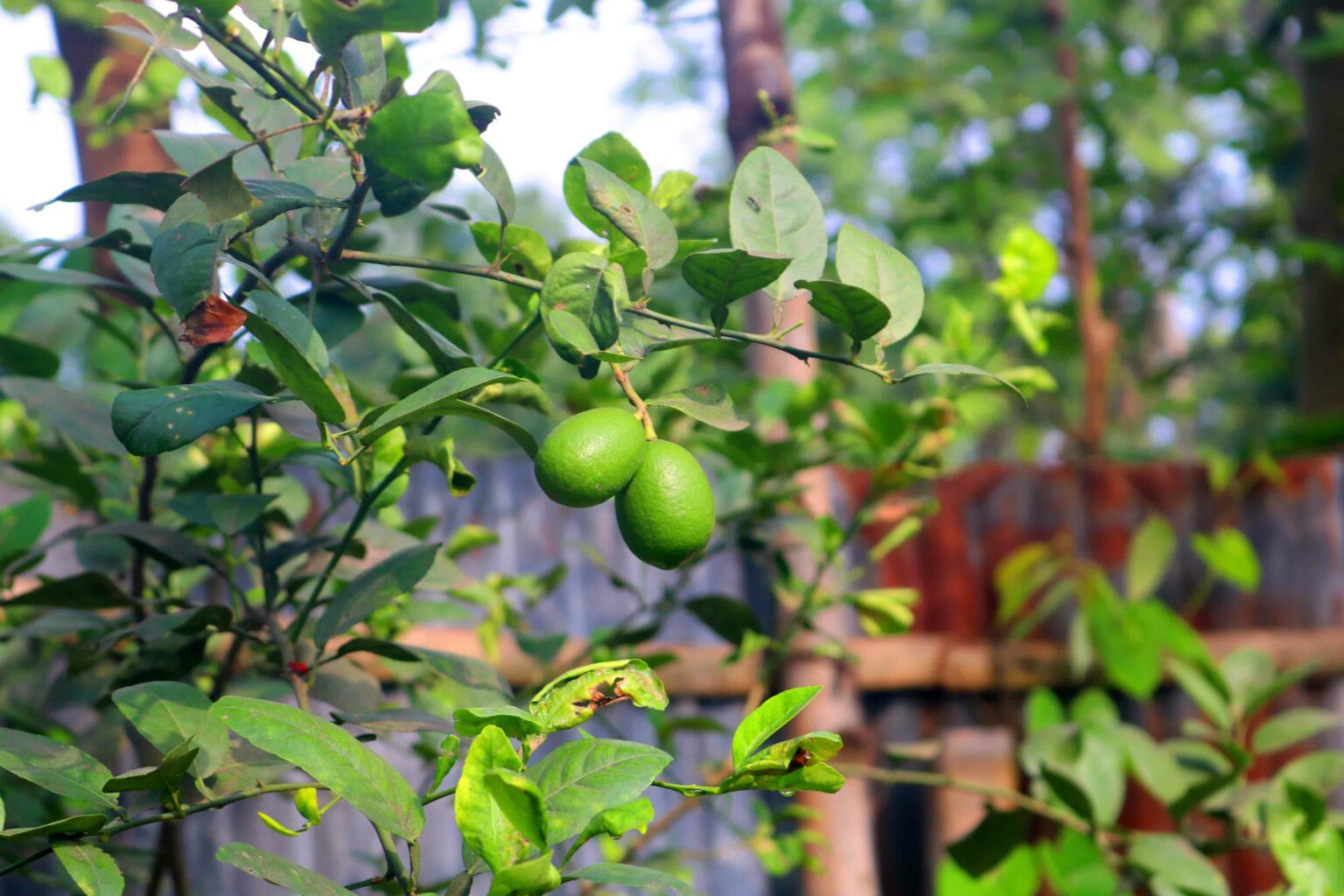 Nimbu Tree Photography in Bangladesh Fruits - MasterBundles