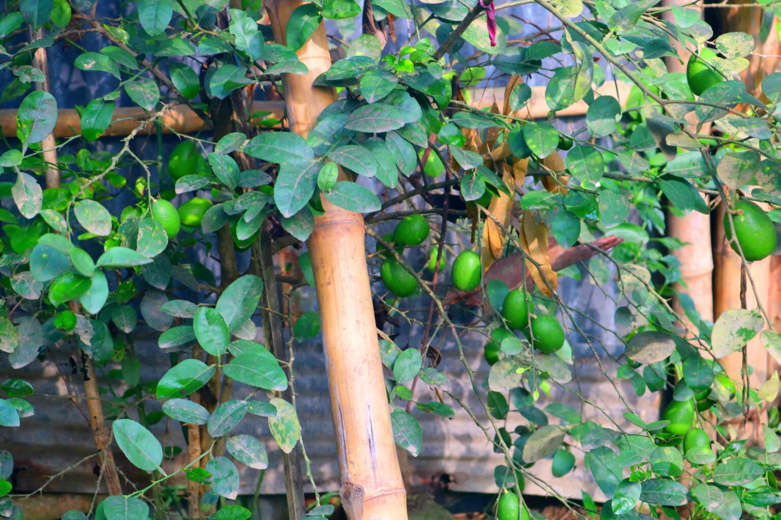 Nimbu Tree Photography in Bangladesh Fruits - MasterBundles