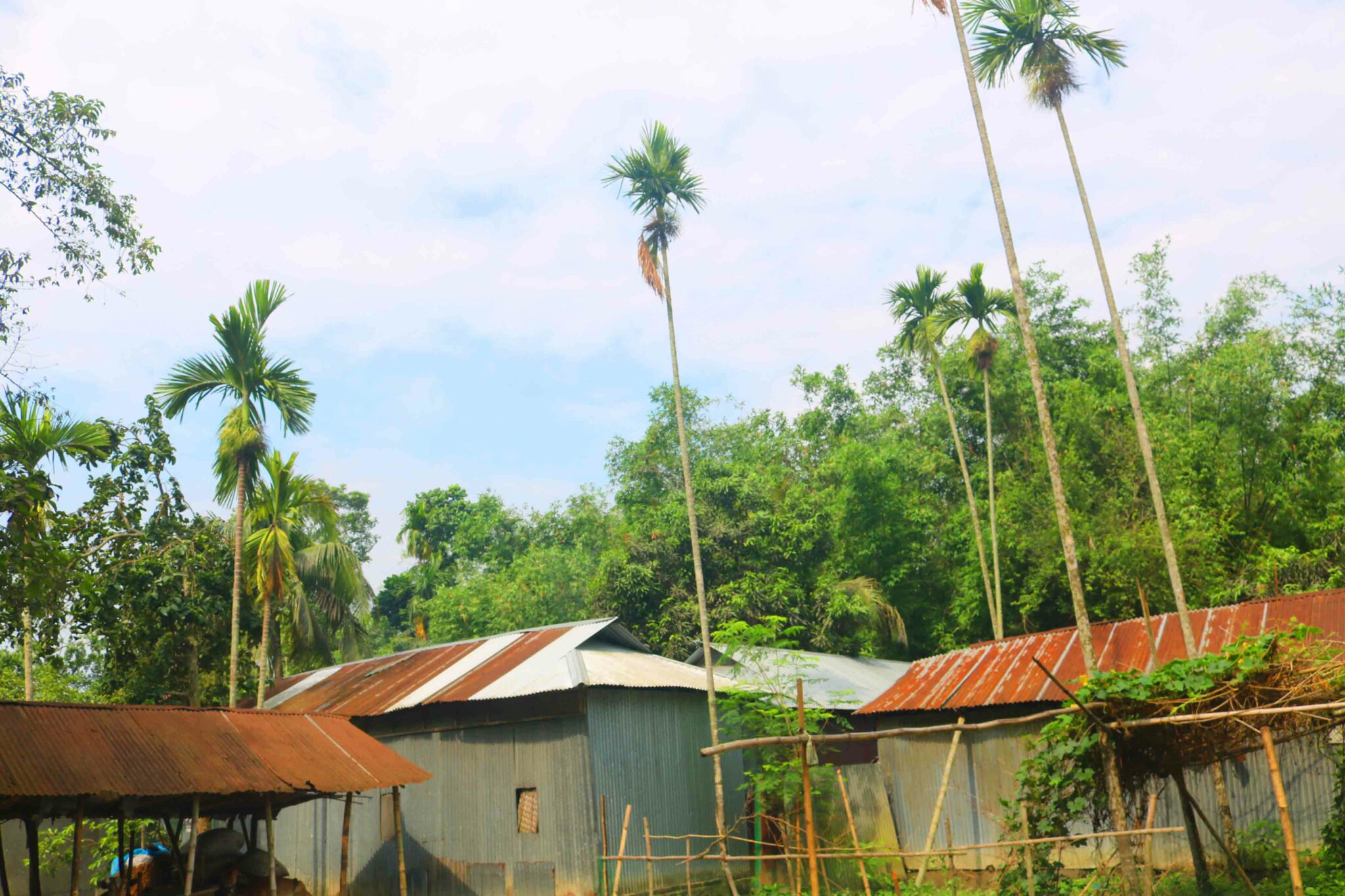 Ghar Tree village people & roads stock photos in Bangladesh - MasterBundles