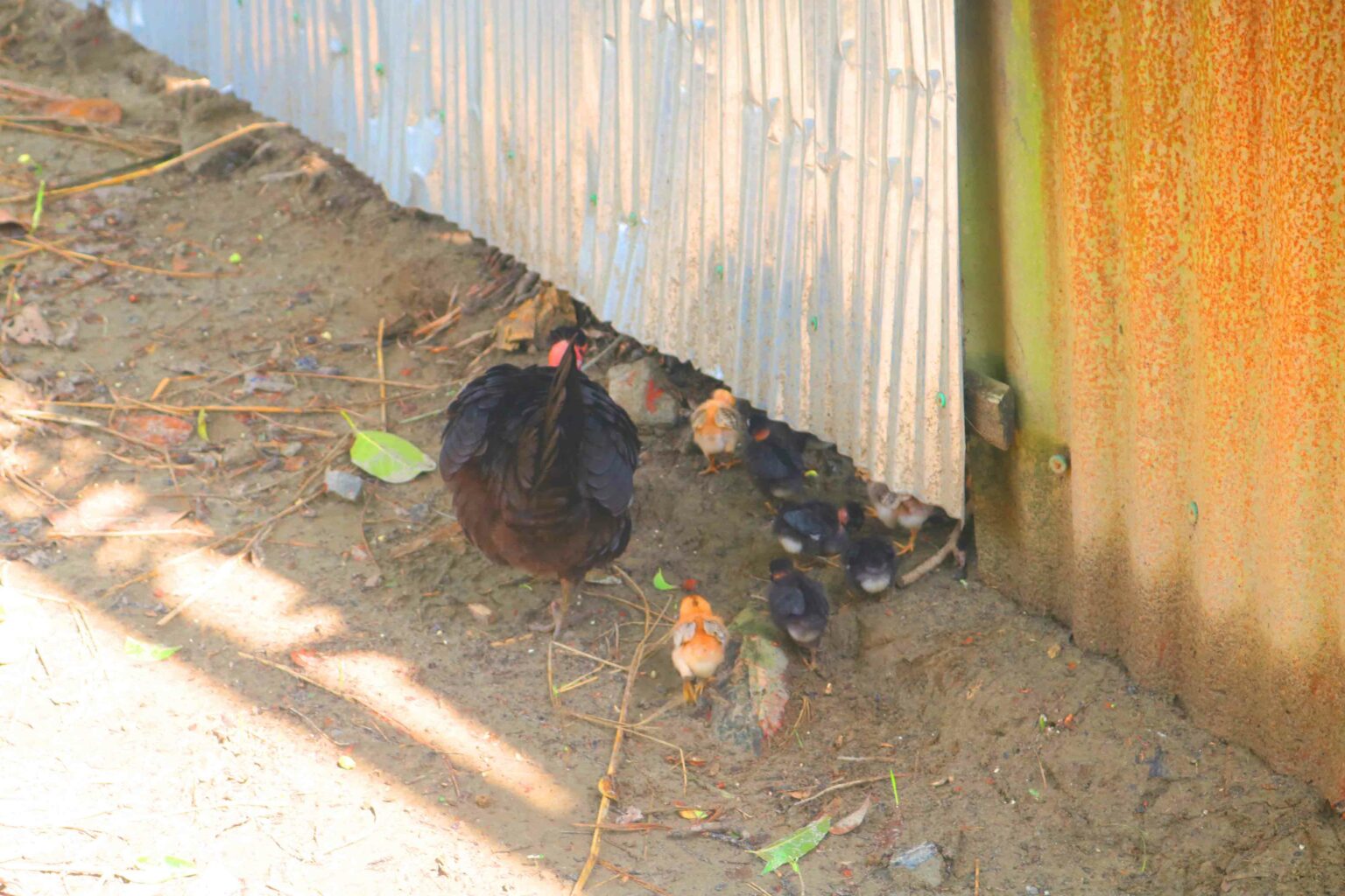 Murgi Hash Palon village photography in bangladesh - MasterBundles