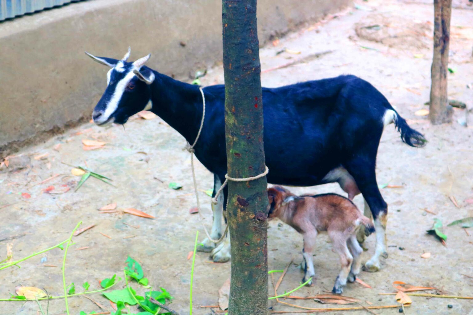 Goat Khasi photography in bangladesh Nimbu Tree - MasterBundles