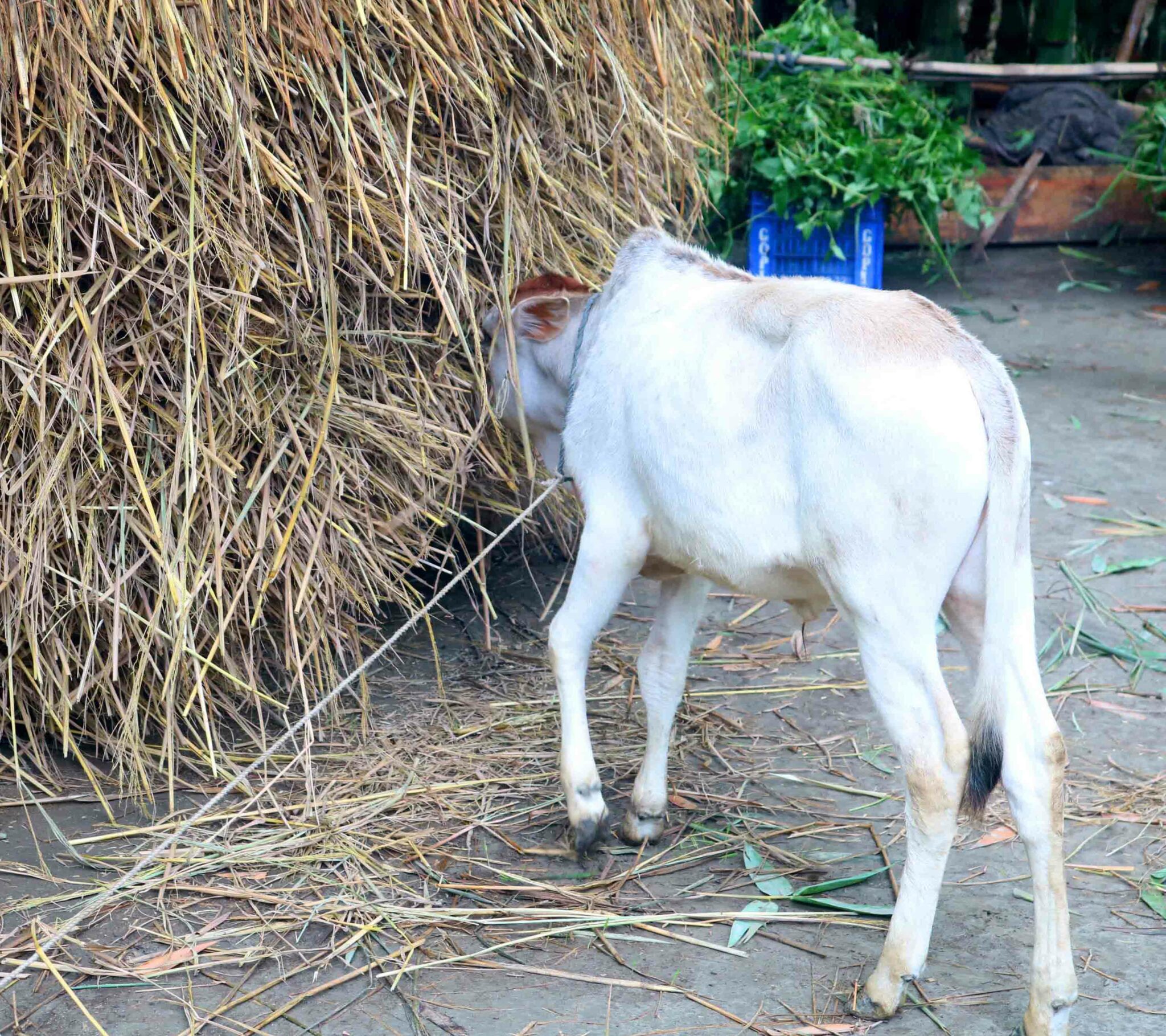 Goru Photography in Bangladesh Natural - MasterBundles