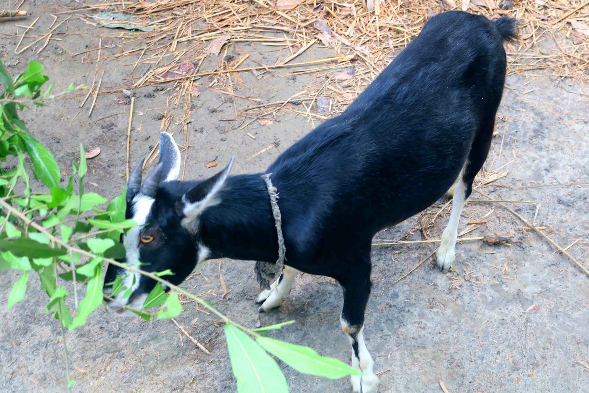 Goat Khasi photography in bangladesh - MasterBundles
