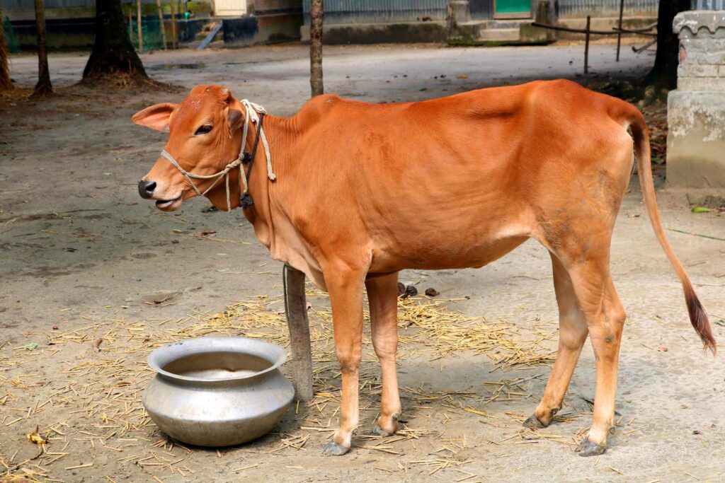 Goru Photography in Bangladesh Natural - MasterBundles