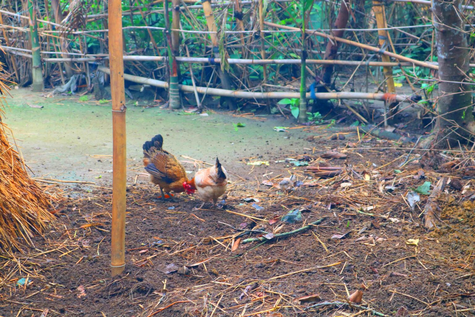 Murgi Hash Palon village photography in bangladesh - MasterBundles