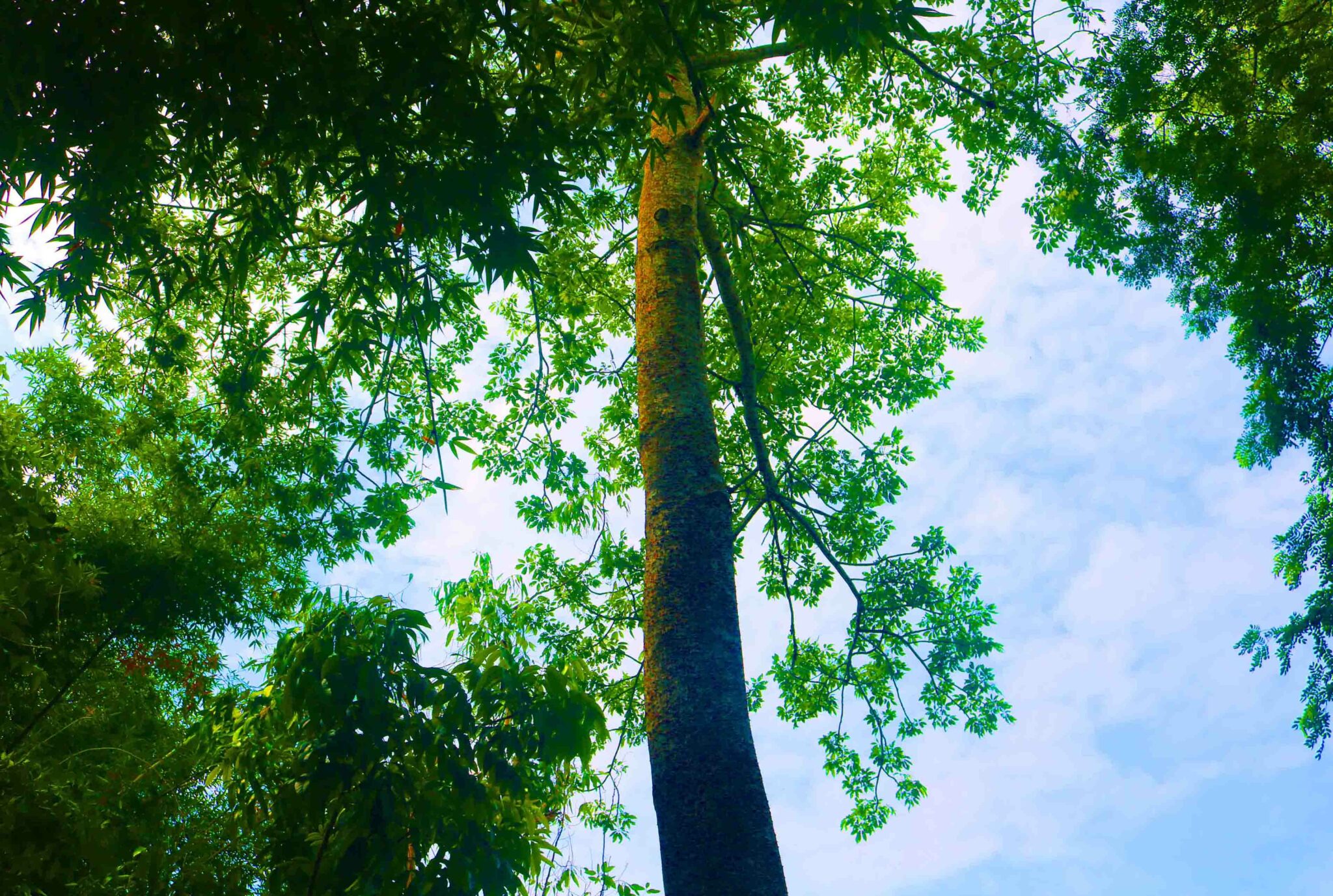 Natural Tree Background Photography in Bangladesh - MasterBundles