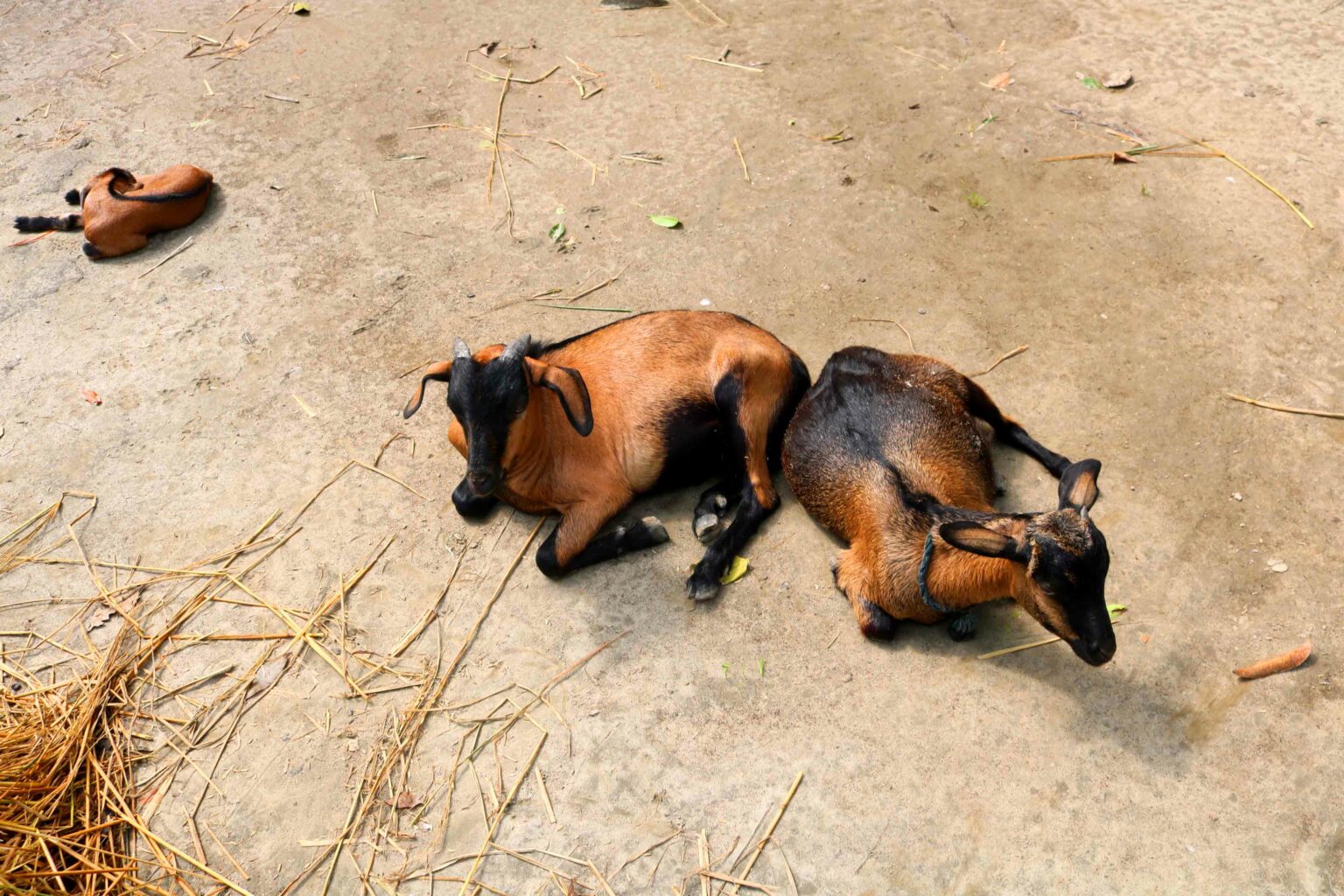 Goat Khasi photography in bangladesh - MasterBundles