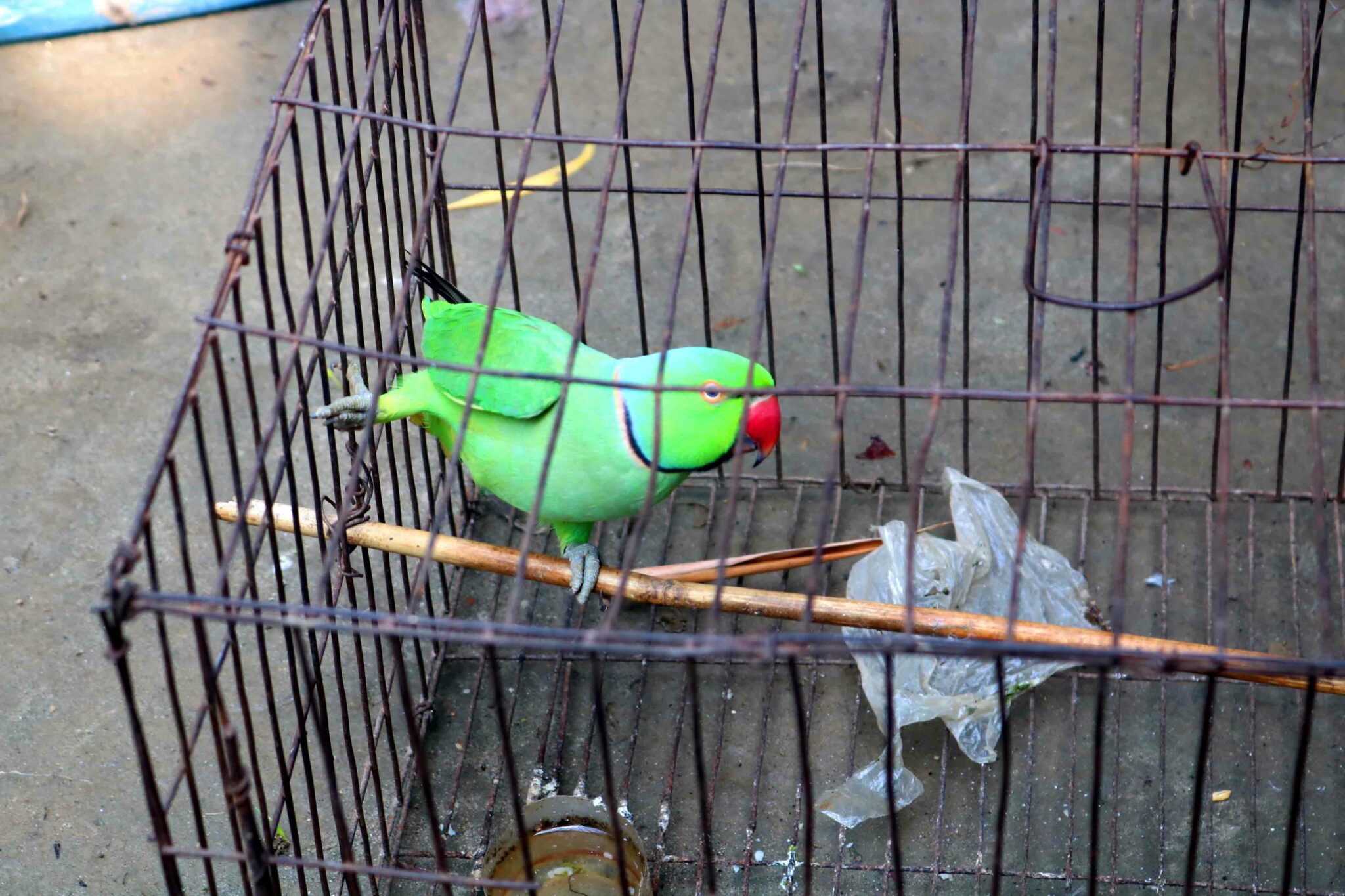 Pakhi Tree Photography in Bangladesh - MasterBundles