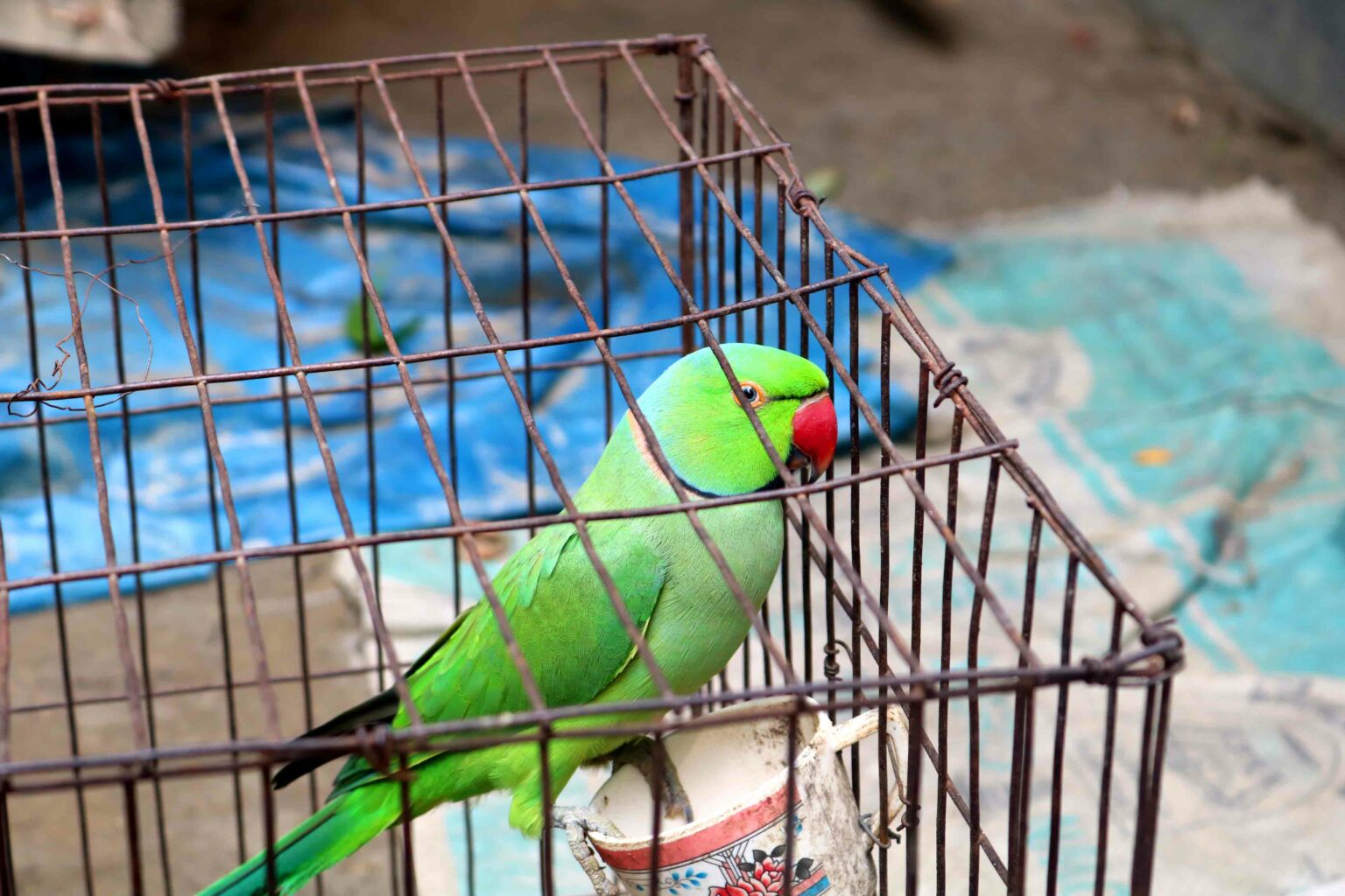 Pakhi Tree Photography in Bangladesh - MasterBundles