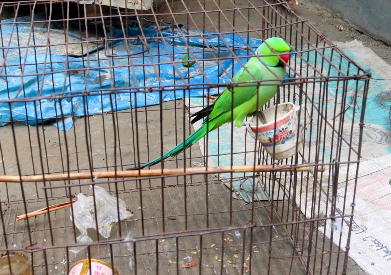 Pakhi Tree Photography in Bangladesh - MasterBundles