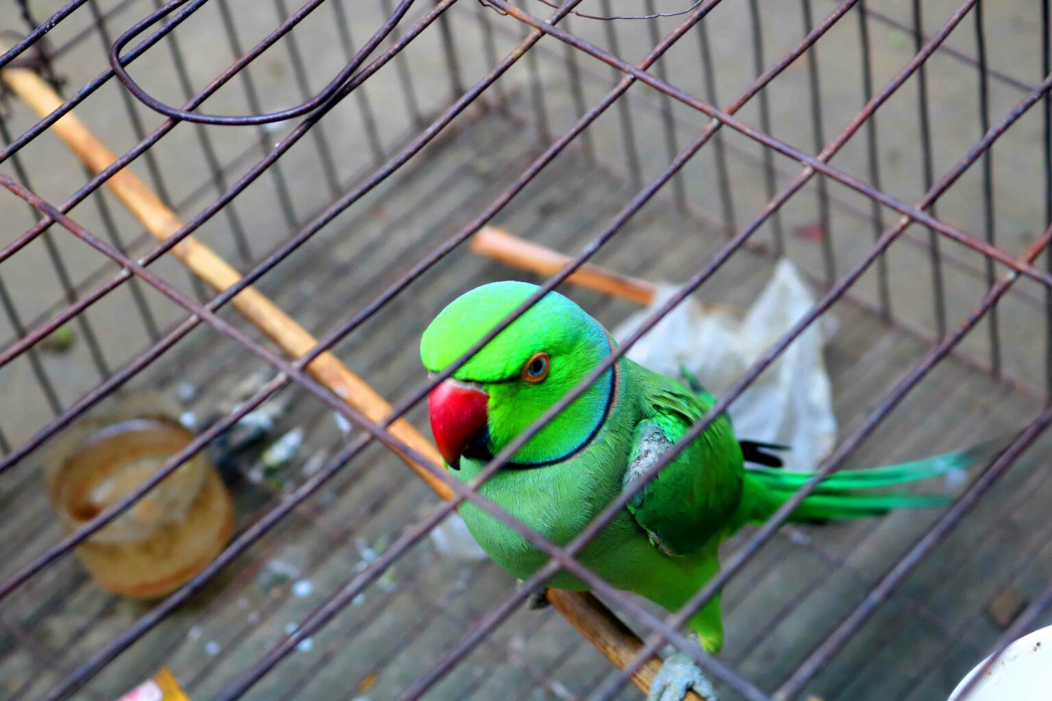 Pakhi Tree Photography in Bangladesh - MasterBundles