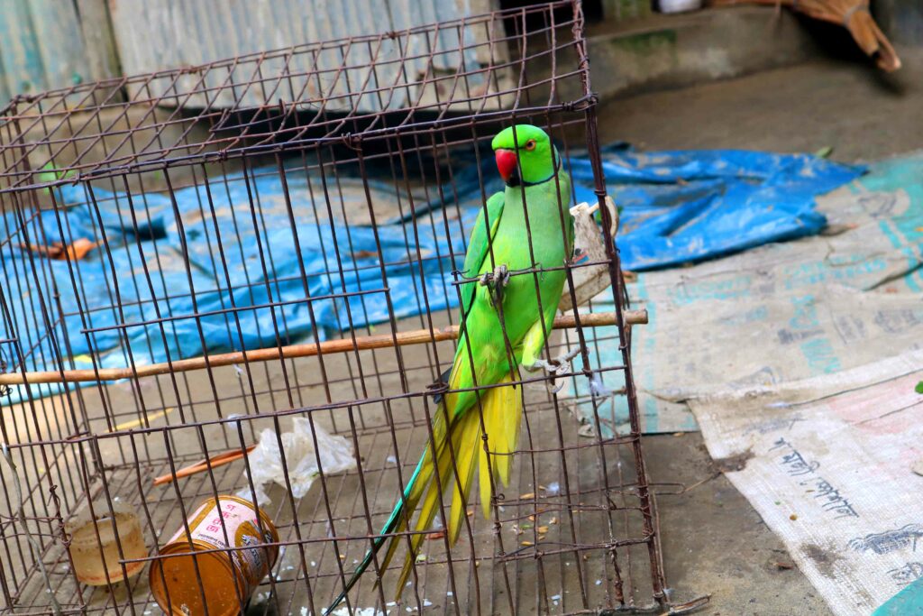 Pakhi Tree Photography in Bangladesh - MasterBundles