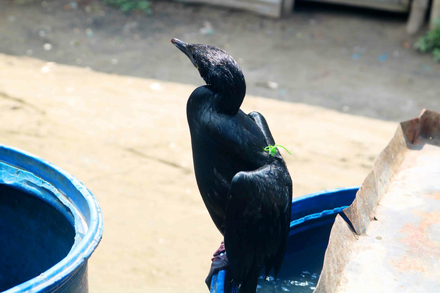 Pakhi Tree Photography in Bangladesh - MasterBundles