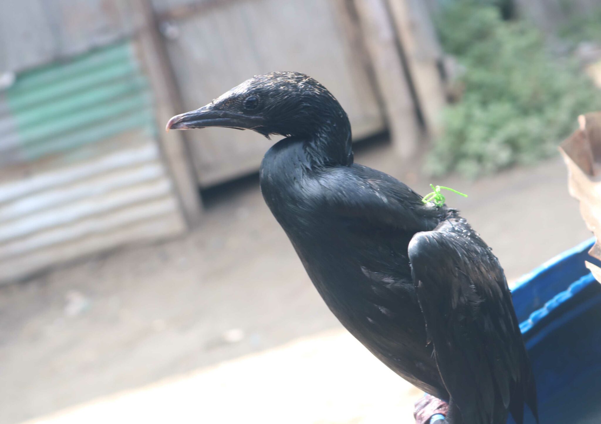 Pakhi Tree Photography in Bangladesh - MasterBundles