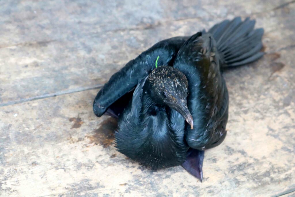 Pakhi Tree Photography in Bangladesh - MasterBundles