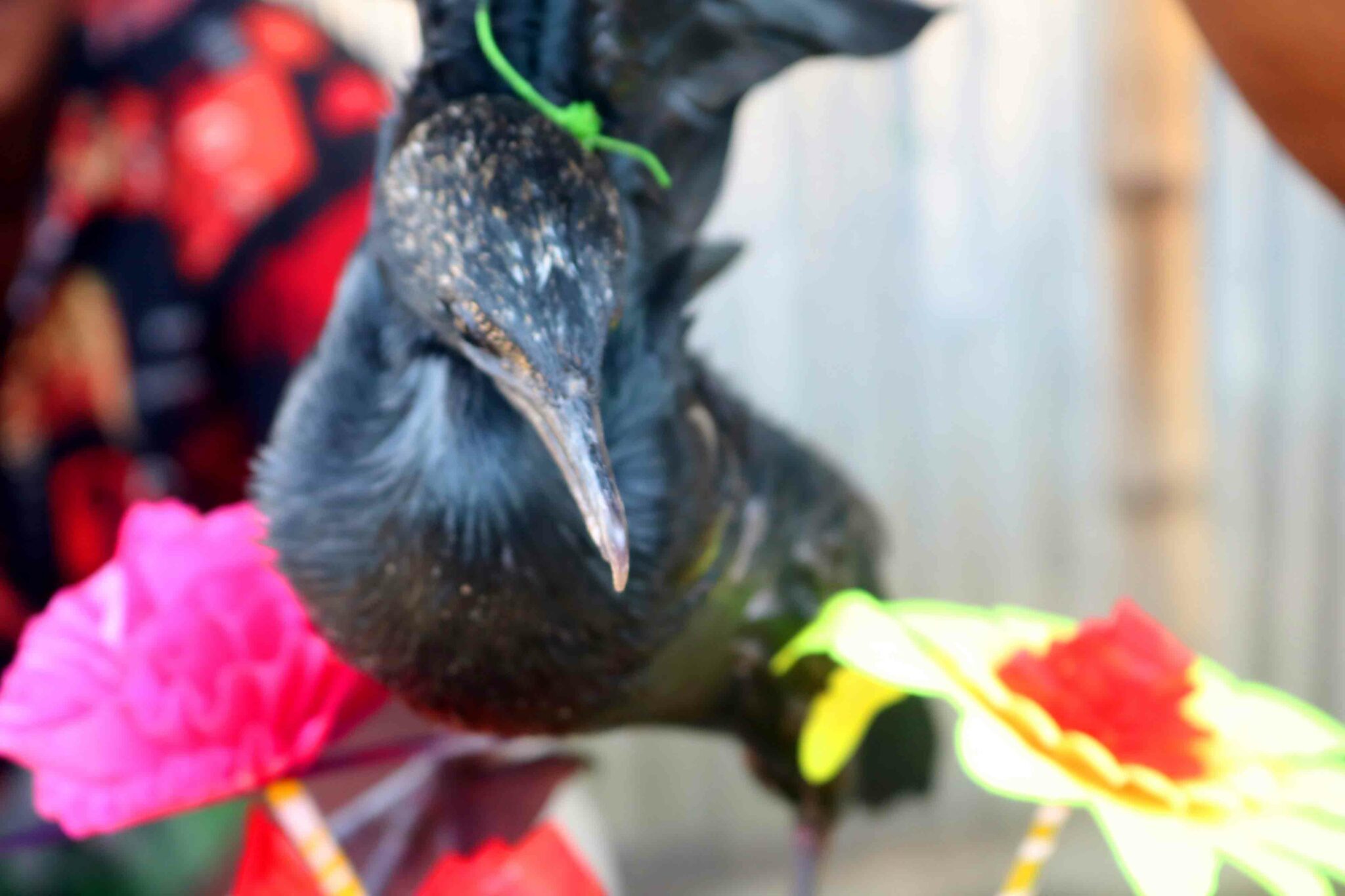 Pakhi Tree Photography in Bangladesh - MasterBundles