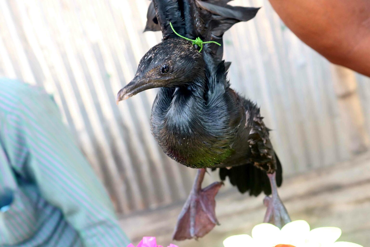 Pakhi Tree Photography in Bangladesh - MasterBundles