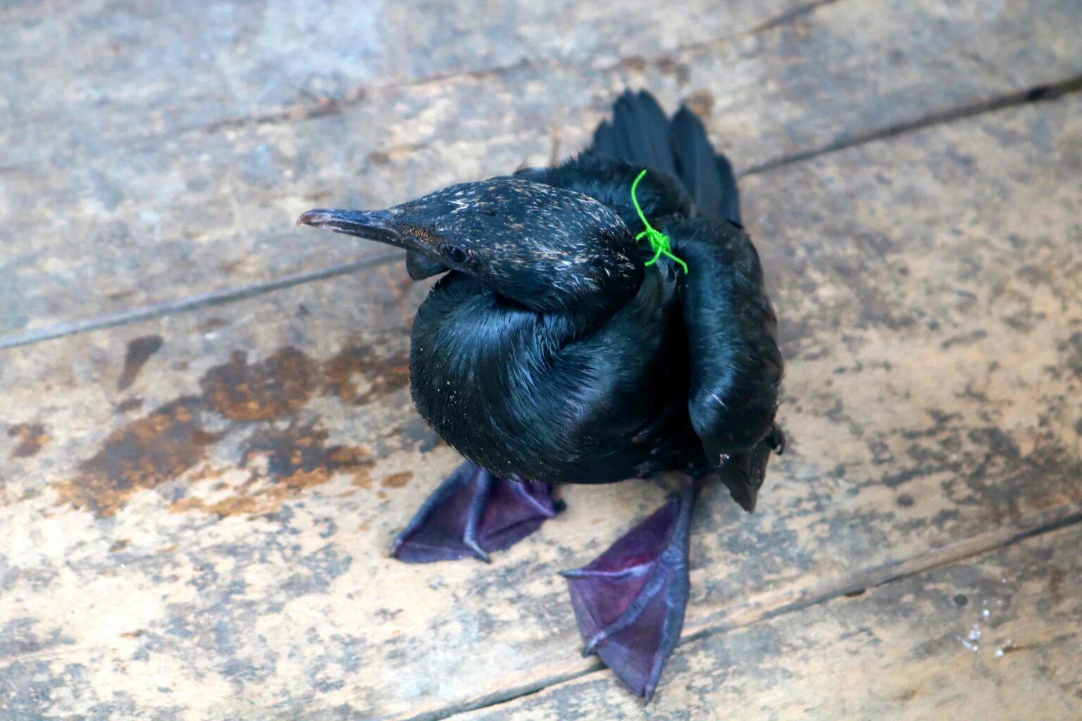 Pakhi Tree Photography in Bangladesh - MasterBundles