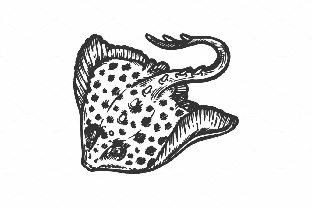 Batoidea stingray sea animal vector – MasterBundles