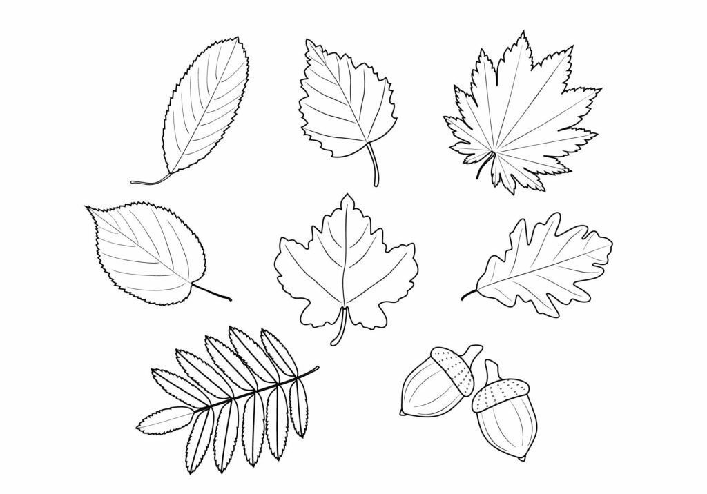 Set of autumn leaves vector – MasterBundles