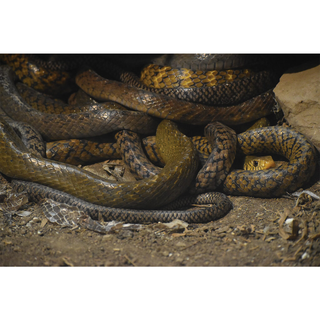 SNAKE PHOTOGRAPHY - MasterBundles