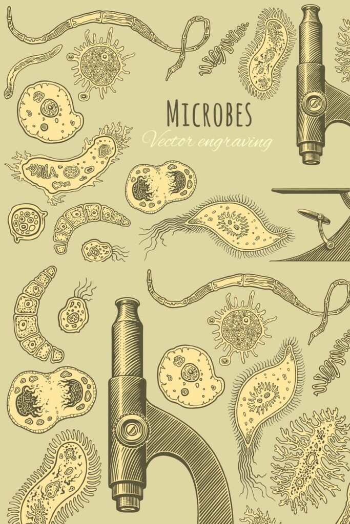 Set Microbes. Vector engraving. – MasterBundles