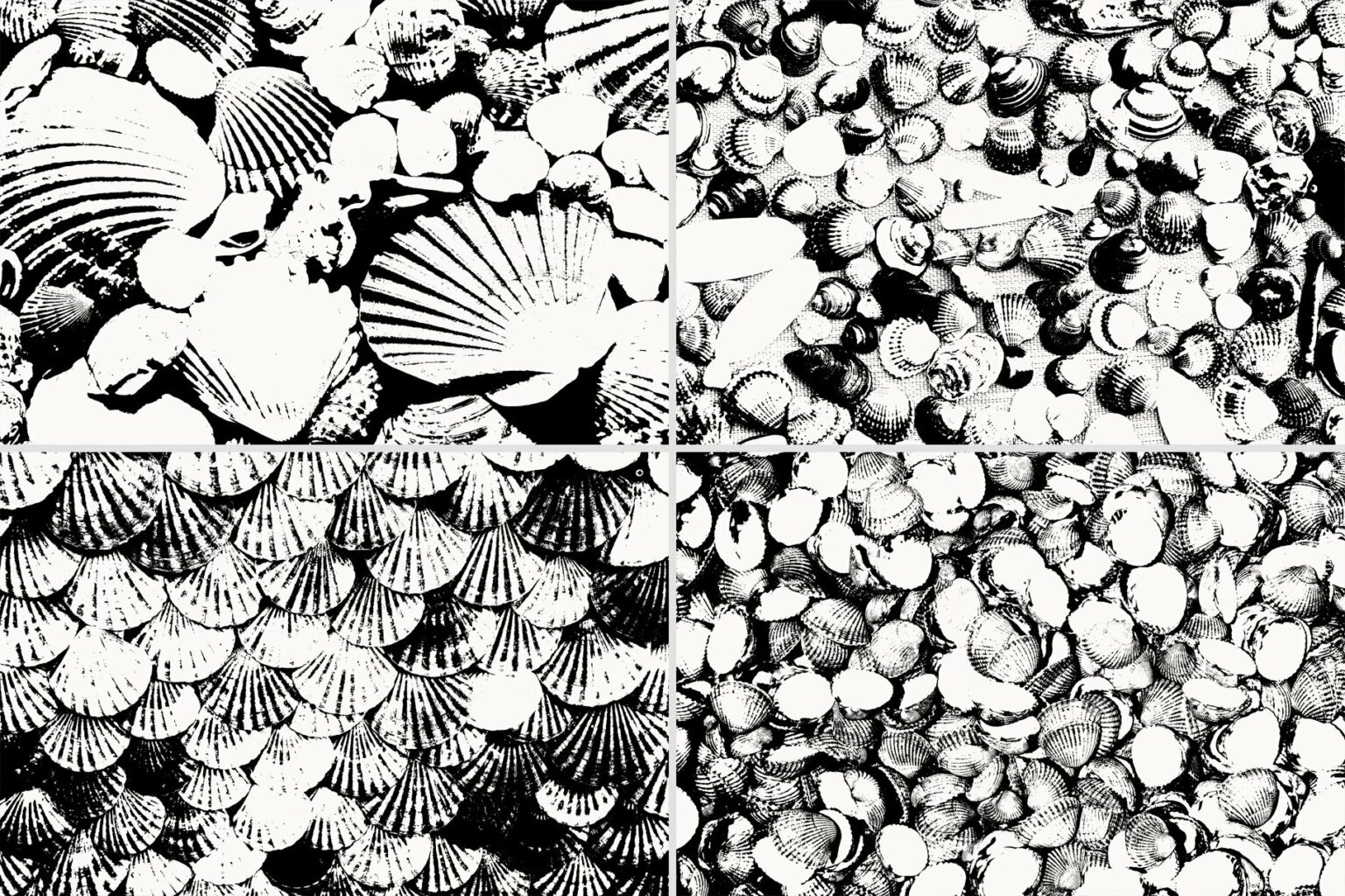 Seashell Textures – MasterBundles