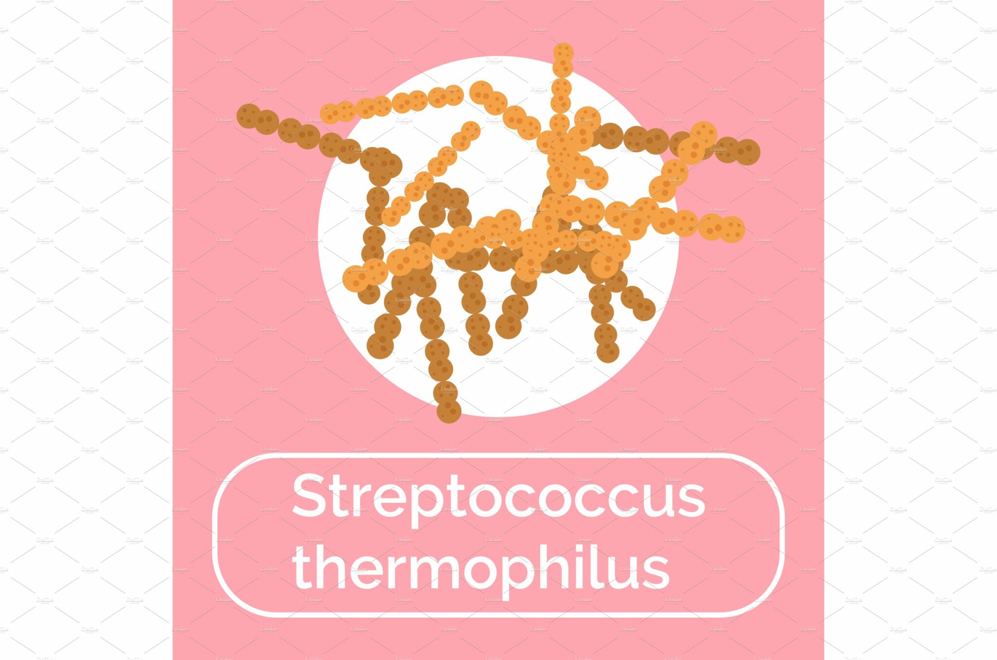 Streptococcus Thermophilus Bacteria – MasterBundles
