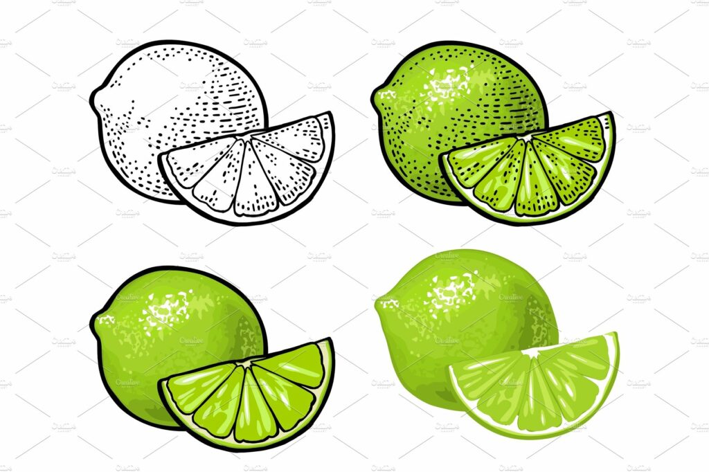 Lime slice and whole. Vector color vintage engraving and flat ...