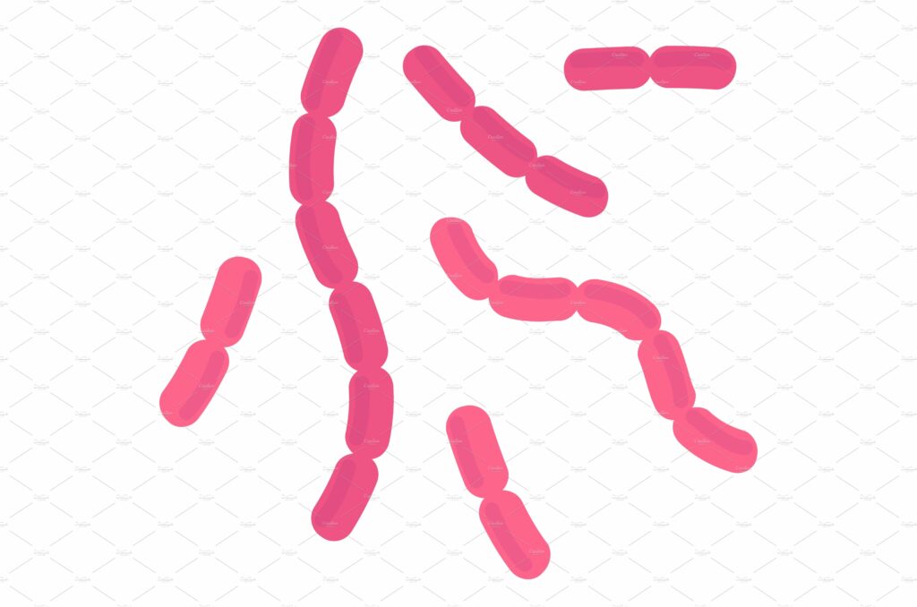 Bacilli bacteria. Pink rod cells of – MasterBundles