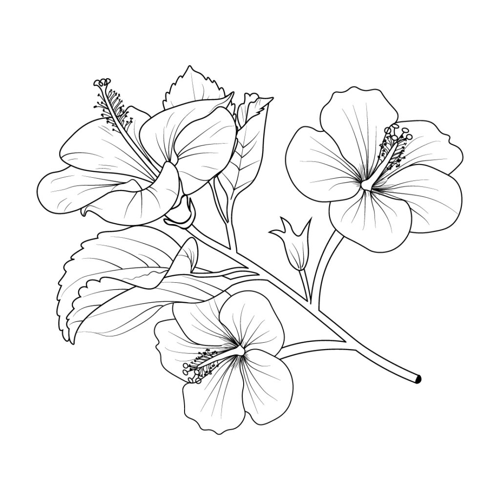 Hibiscus flowe drawing. Hibiscus flower tattoo. Hibiscus flower outline ...