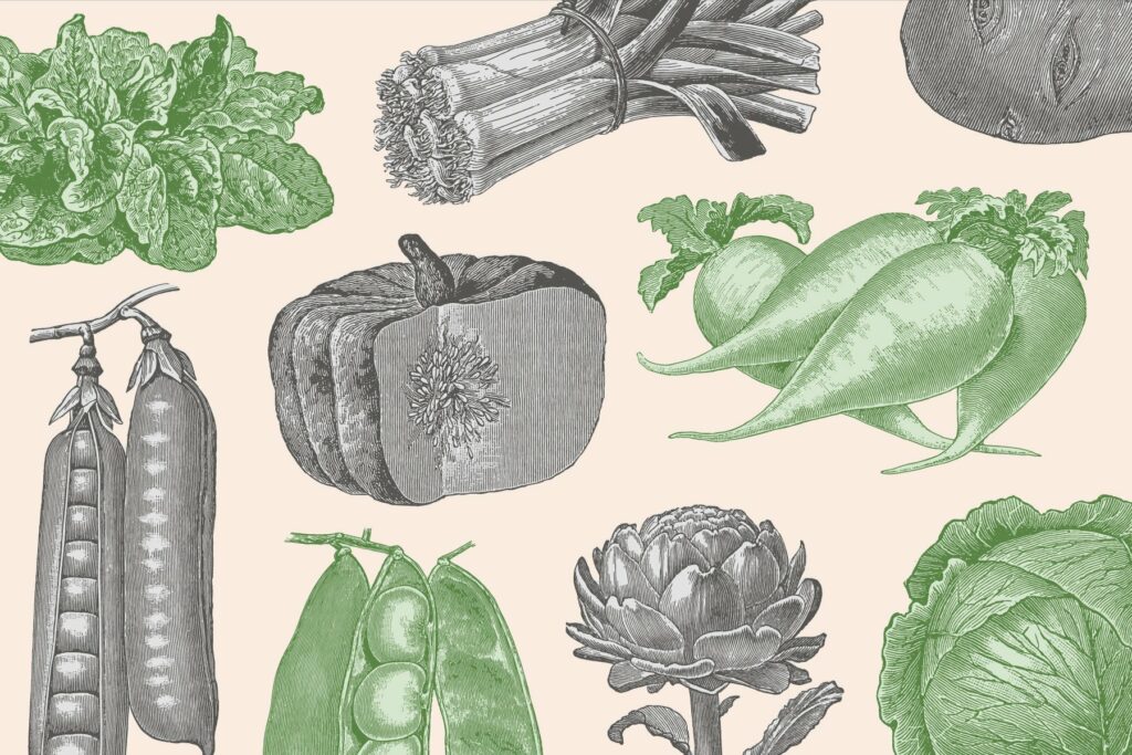 220 Vintage Vegetable Illustrations – MasterBundles