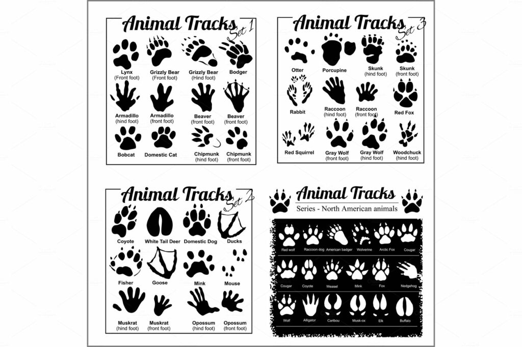 Animal Tracks - North American – MasterBundles