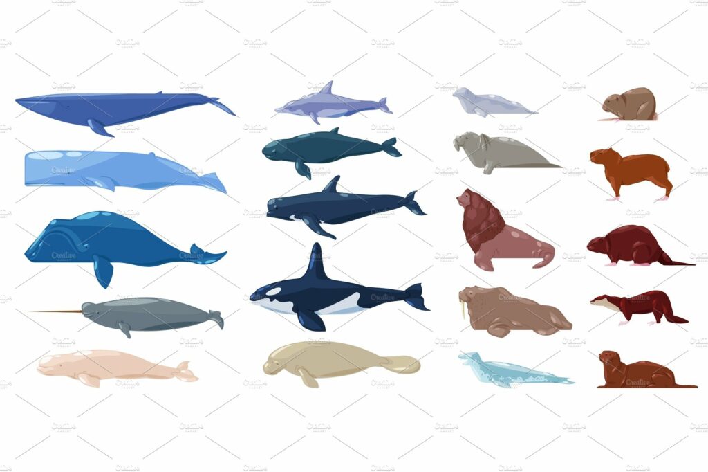 Sea mammal vector water animal – MasterBundles