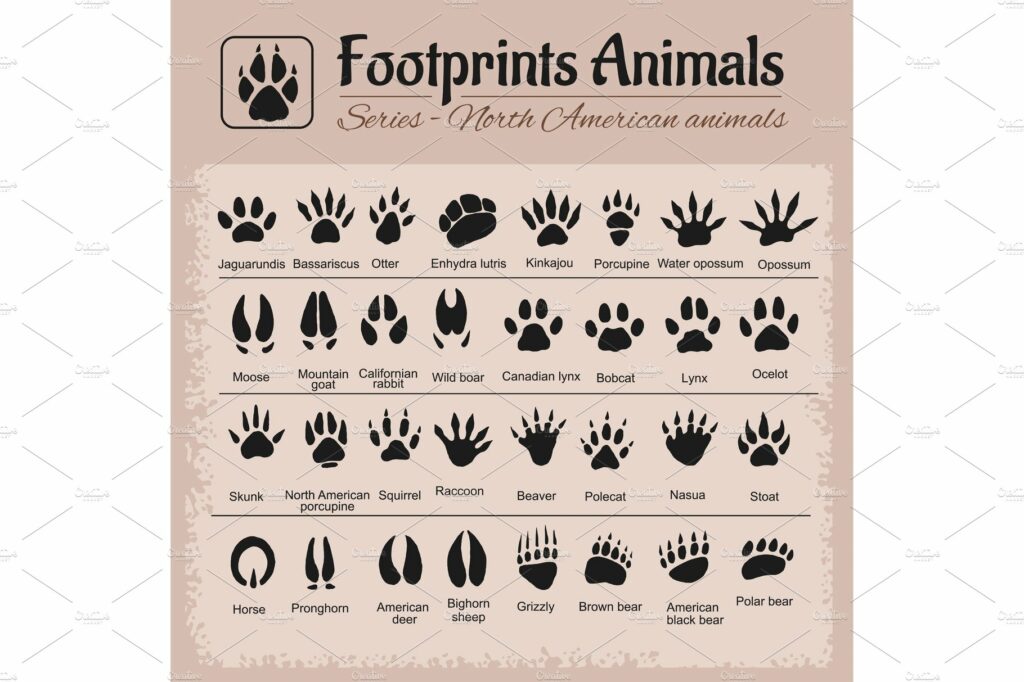 Animal Tracks - North American – MasterBundles